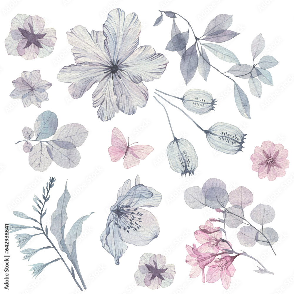 Watercolor illustration transparent flowers. Isolated on white ...