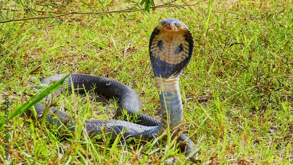 A cobra spreads its hood on the ground Its scales shimmer in the sun ...