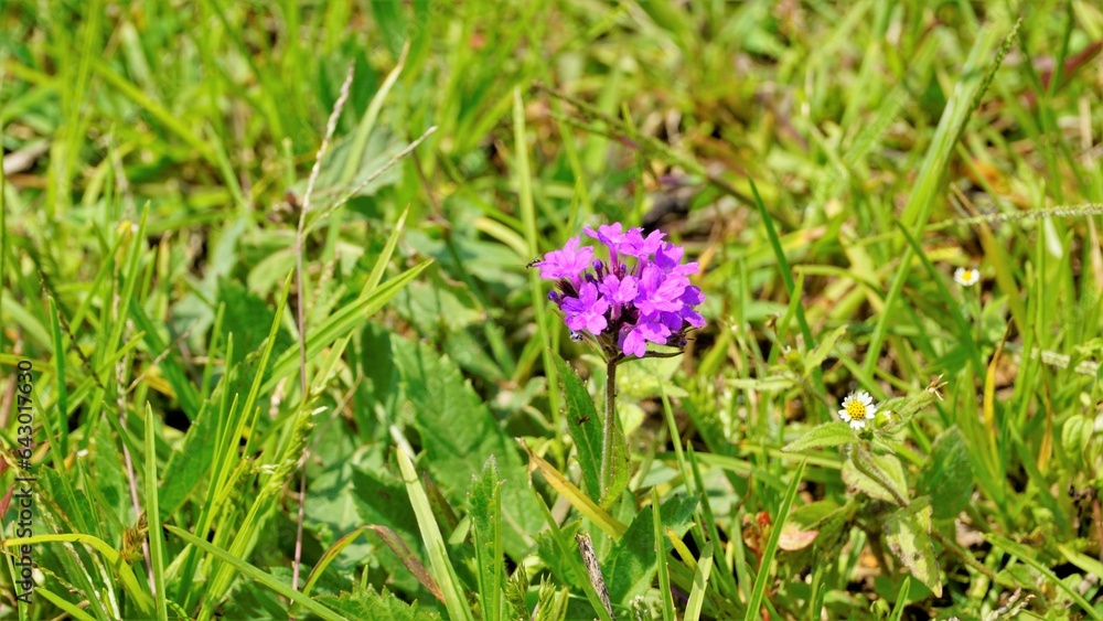 Foto de Flowers of Verbena rigida also known as Veined, Wild, Stiff ...