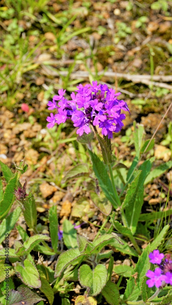 Flowers of Verbena rigida also known as Veined, Wild, Stiff, Stiff ...