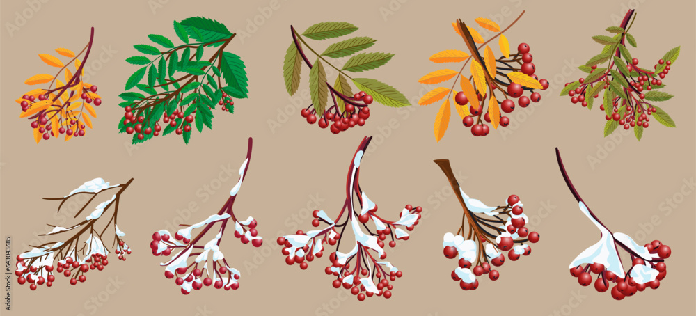 Rowan tree leaf in autumn hand drawn illustration. Cartoon style flat ...