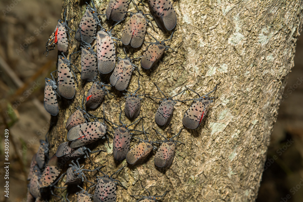 Poster Spotted Lanternfly - Lycorma delicatula – Wall Art | UkPosters