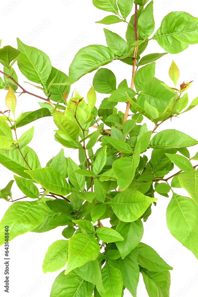 evergreen indian plant aegle marmelos bael leaves( golden apple, stone ...