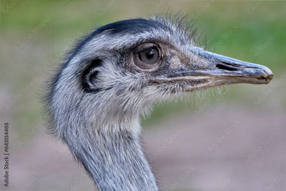 A close-up of an ostrich with an out-of-focus background. You can see ...