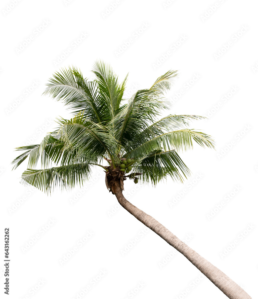 Coconut tree on transparent background (PNG File) Stock Photo | Adobe Stock