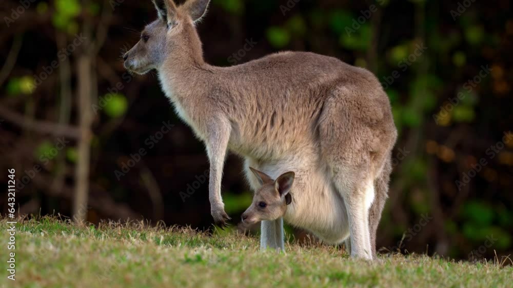 Eastern Grey Kangaroo (Macropus giganteus) on meadow, very cute animal with baby with green ...