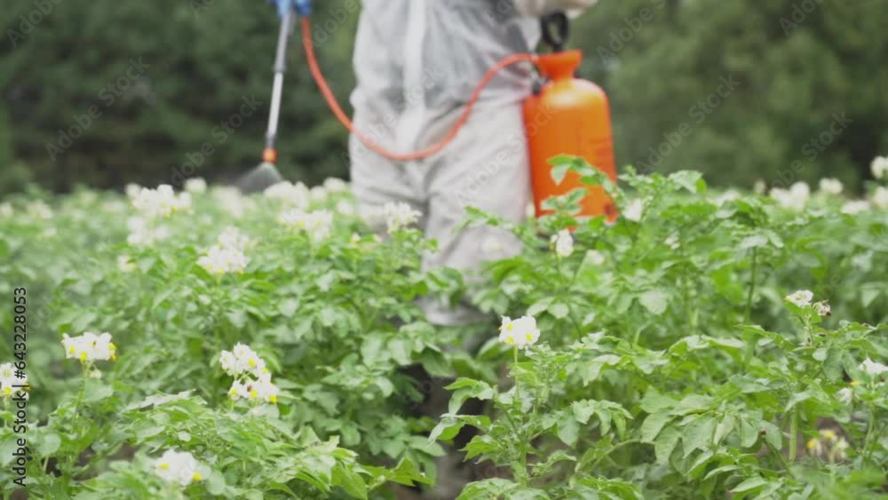 the farmer uses insecticide fungicide chemicals on the potato field ...