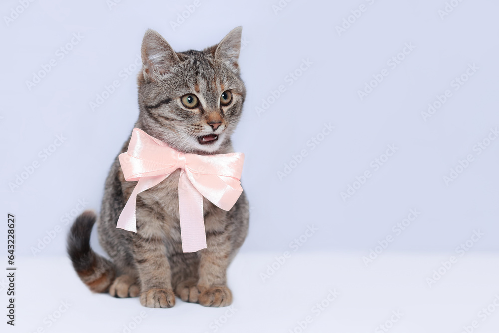 Kitten with peachy ribbon shows its teeth. Cute Cat with bow tie collar ...