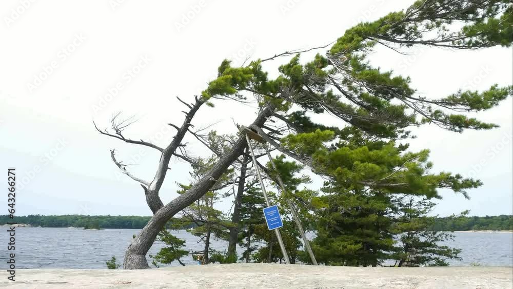 Killbear Provincial Park's iconic pine tree is supported by metal and ...