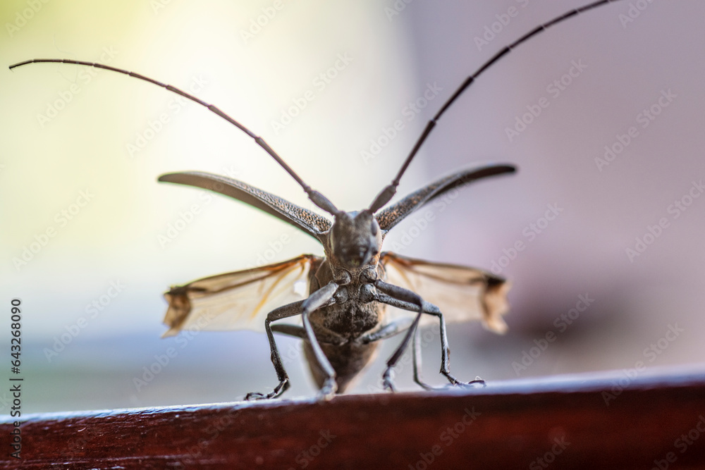 Cerambyx cerdo, commonly known as the great capricorn beetle or ...