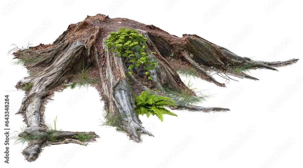 Cut out tree stump. Mossy tree roots. Old tree stub surrounded by green foliage. Dead tree ...