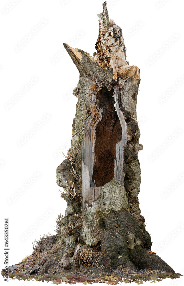 Cut out tree trunk. Dead tree isolated on transparent background. Bare ...