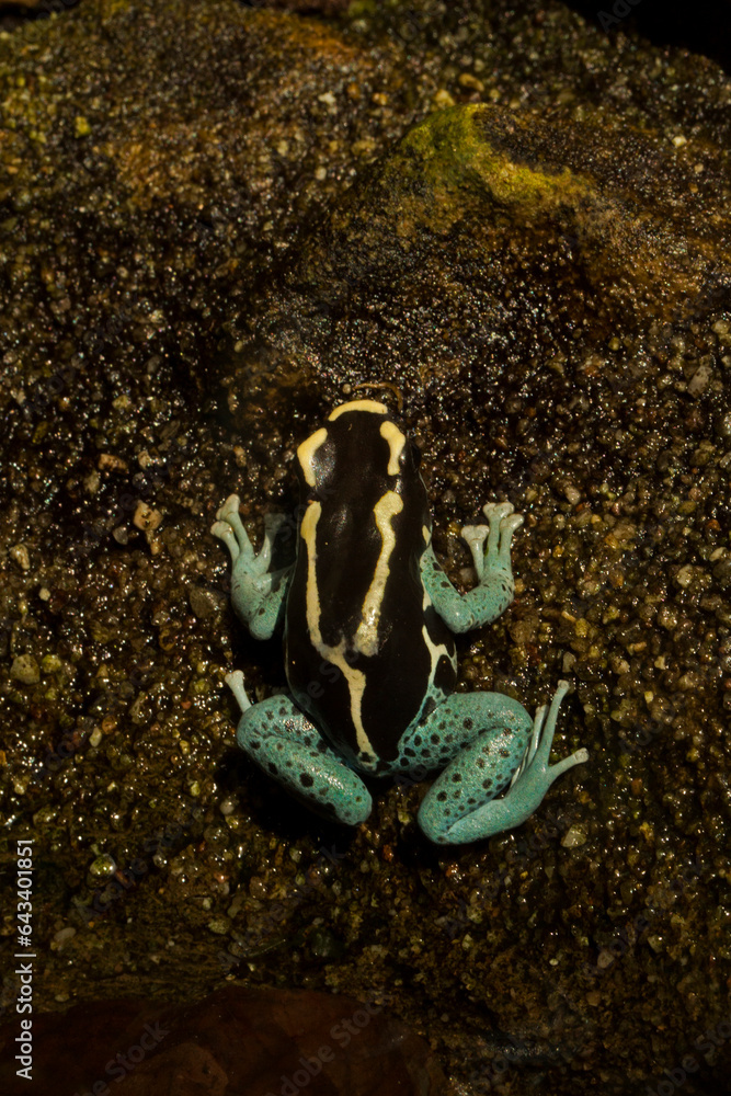 Dyeing dart frog, tinc or dyeing poison frog (Dendrobates tinctorius ...