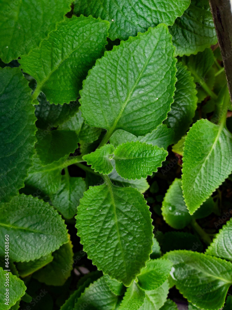 Coleus amboinicus, synonym Plectranthus amboinicus is a semi-succulent ...