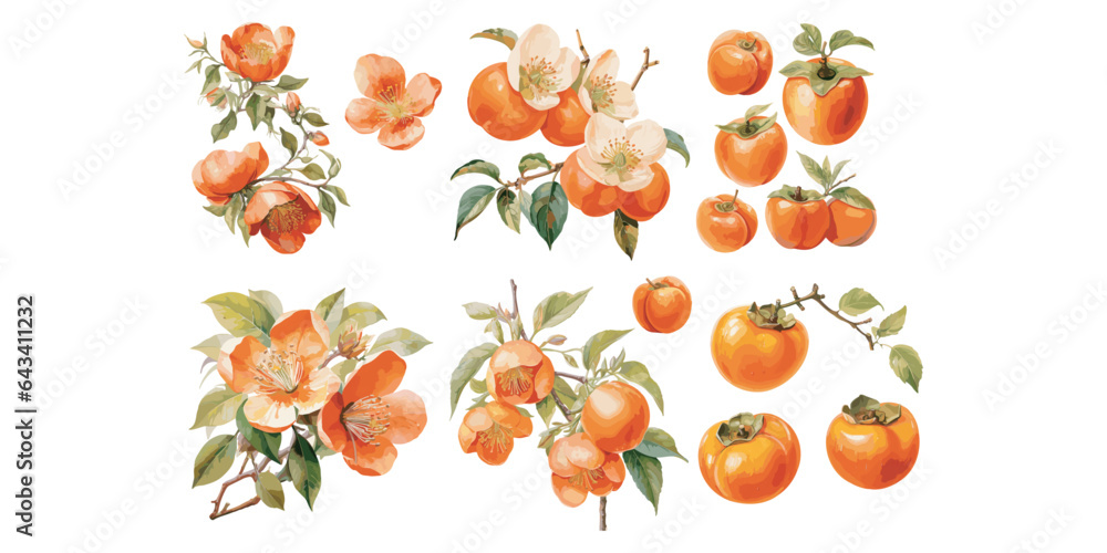 watercolor persimmon clipart for graphic resources Stock Vector | Adobe ...