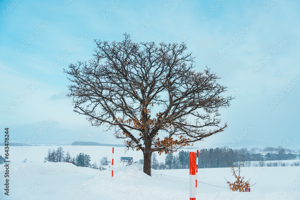 Beautiful Seven stars tree with Snow in winter season at Biei Patchwork ...