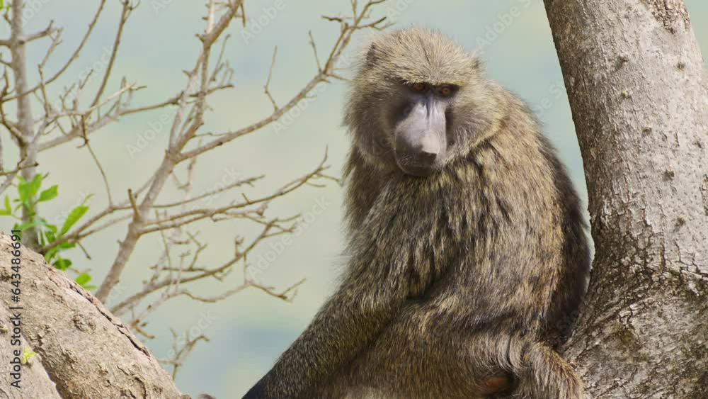 Close up shot of Baboon sitting in a tree turning head around towards ...