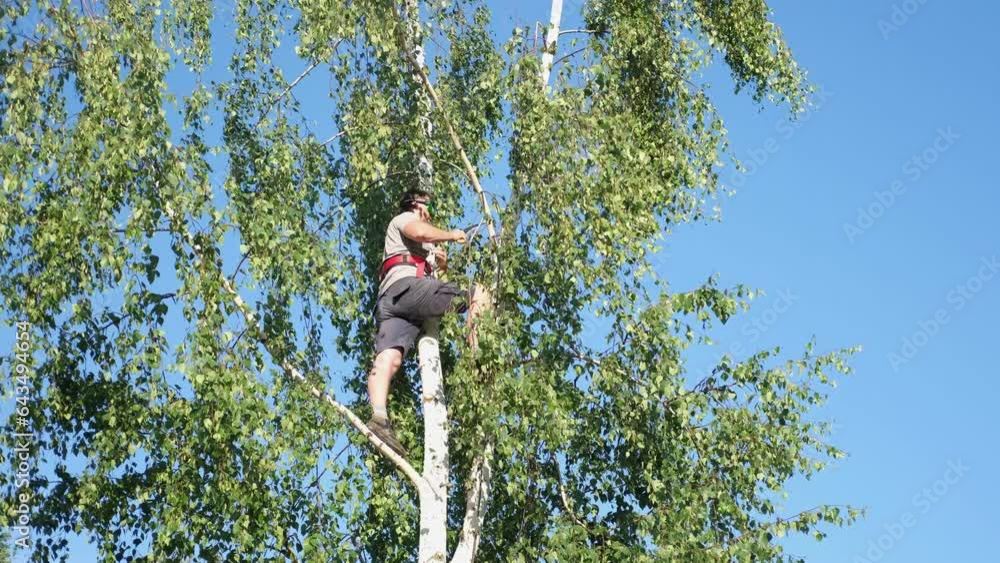 Arborist worker cutting tree branch with hand saw. Lumberjack ...