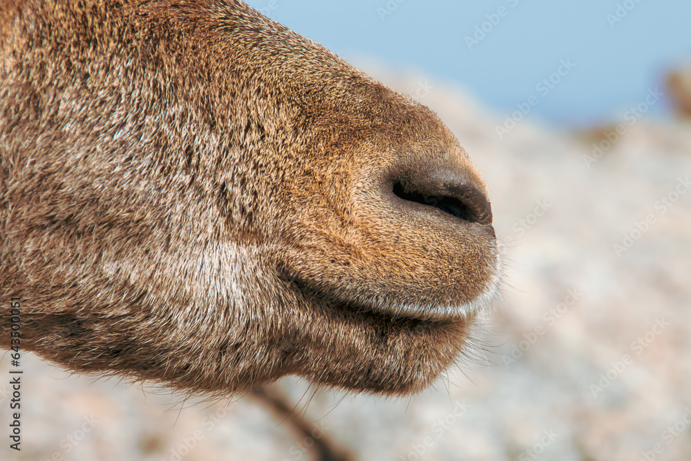 Hocico de una hembra de cabra montés ibérico, Capra pyrenaica victoriae ...