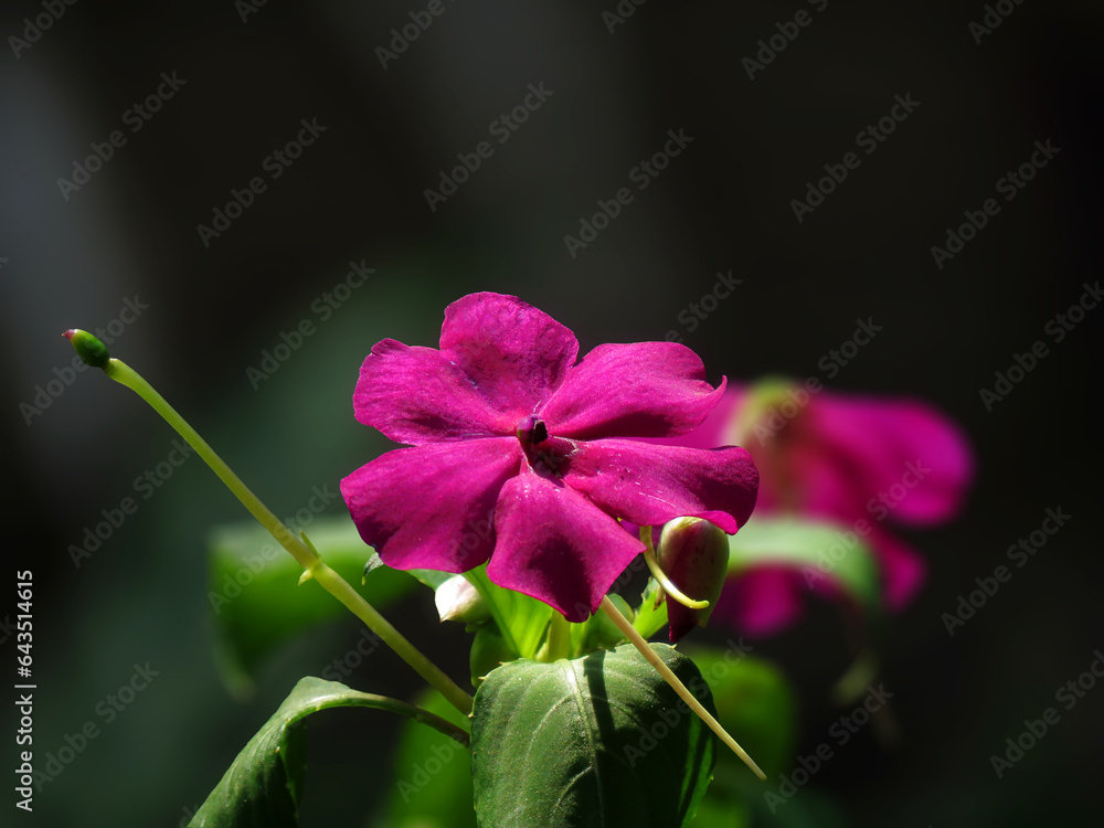 Impatiens walleriana flower, also known as busy Lizzie, balsam, sultana ...