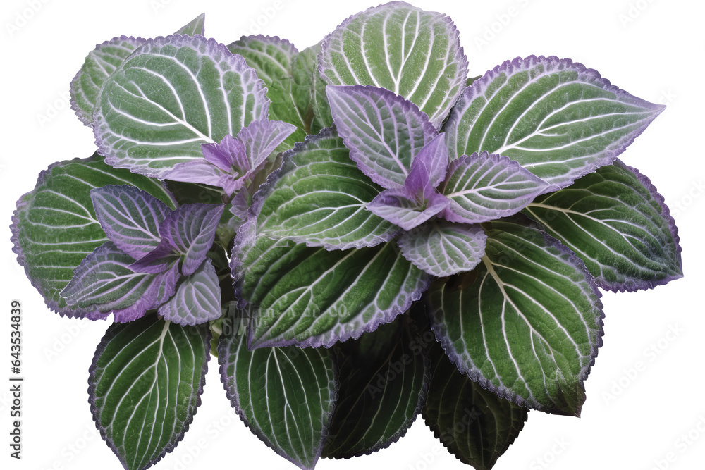 Silver spurflower leaves isolated on transparent background ...