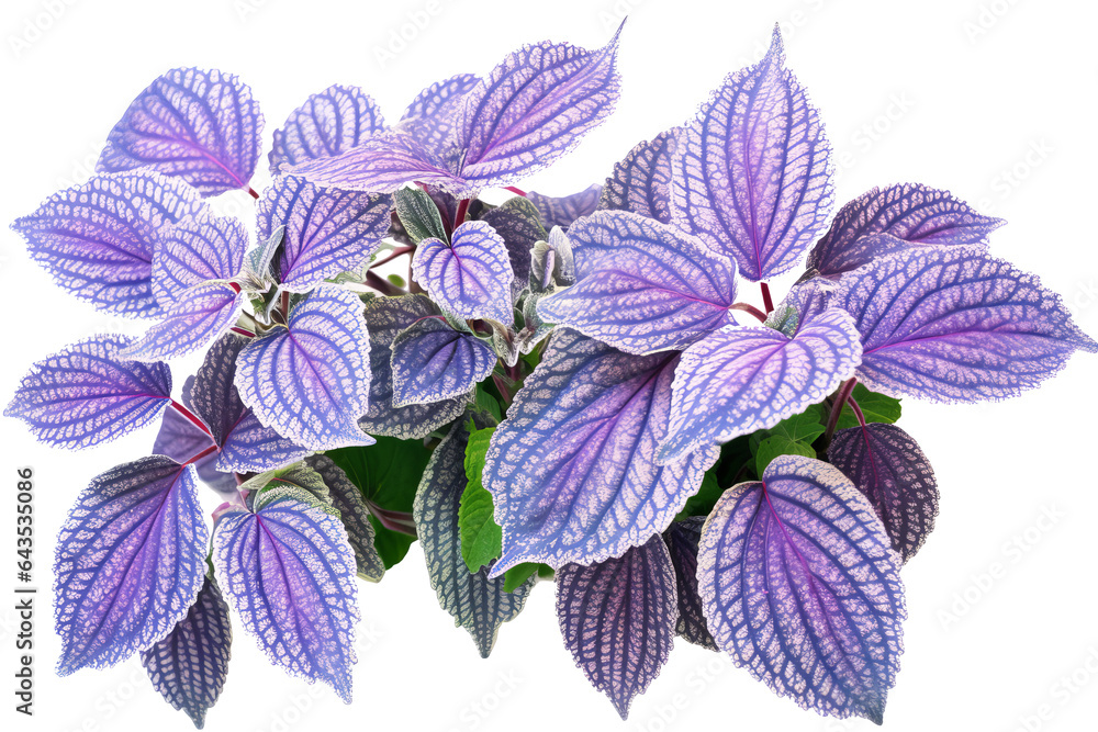Plectranthus argentatus leaves PNG isolated on transparent Background ...