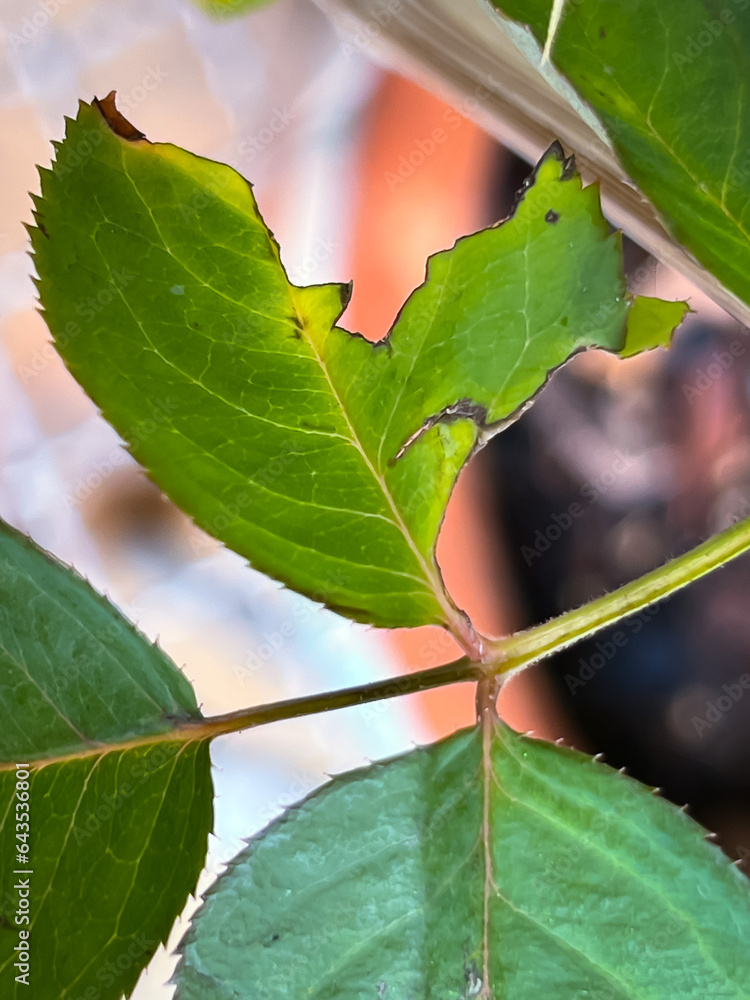 Rose leaf problem form anthracnose leaf spot,unhealthy plant fungal ...