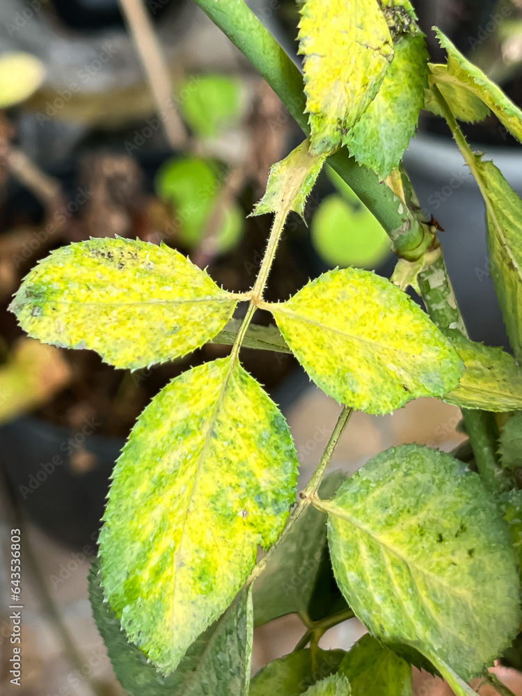 Rose leaf problem form anthracnose leaf spot,unhealthy plant fungal ...
