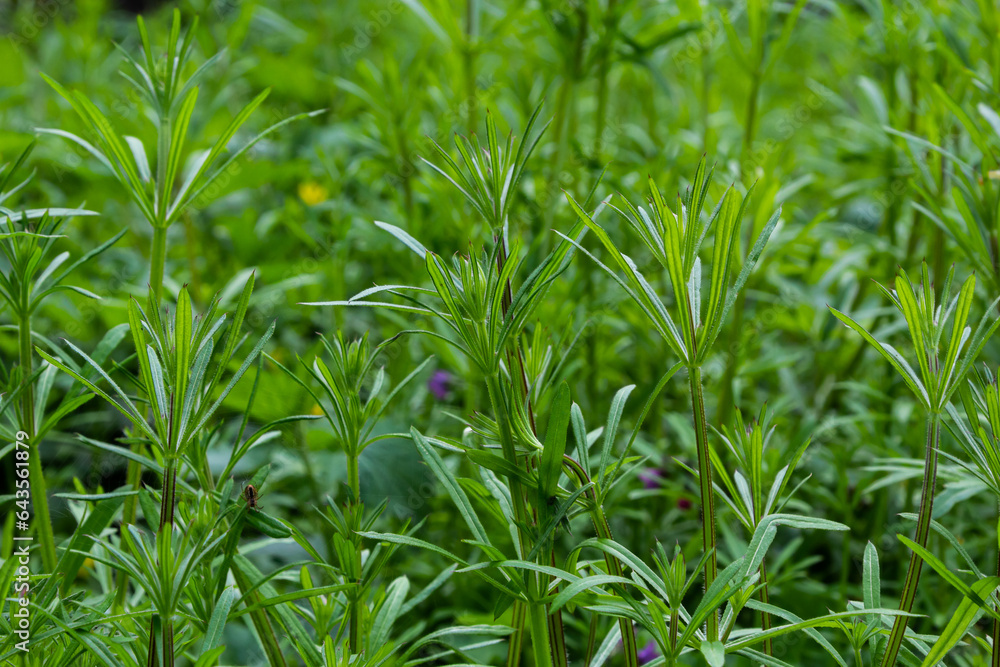 The Cleavers Galium aparine have been used in the traditional medicine ...