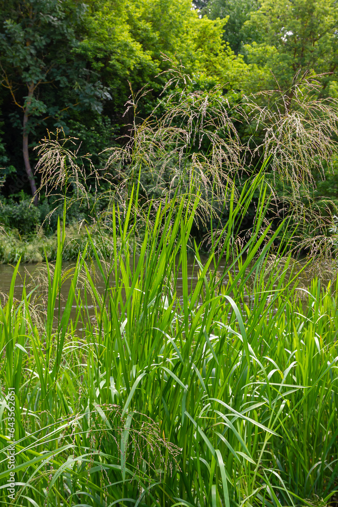 Glyceria maxima, commonly known as great manna grass, reed mannagrass ...