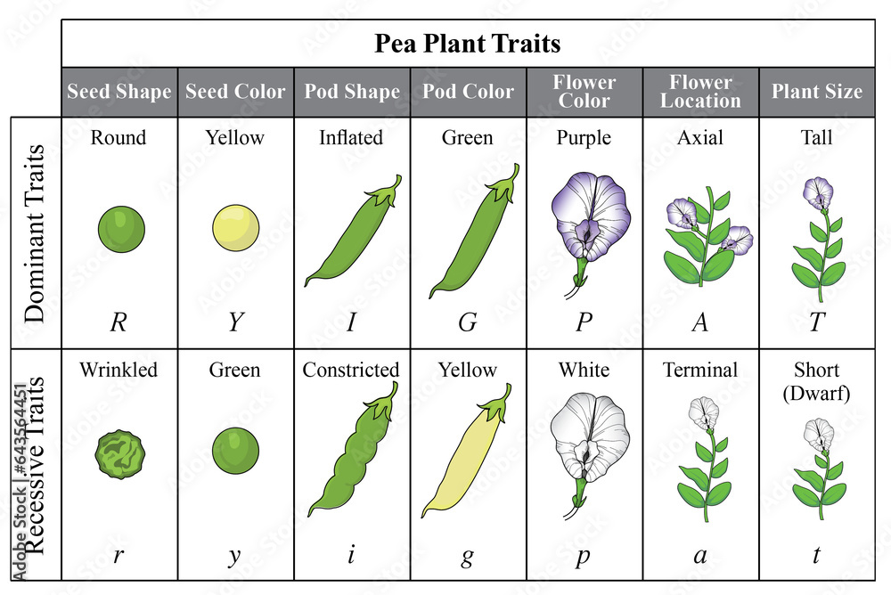 Mendel’s Garden Pea Plant Experiment, Pea Plant Traits Stock ...