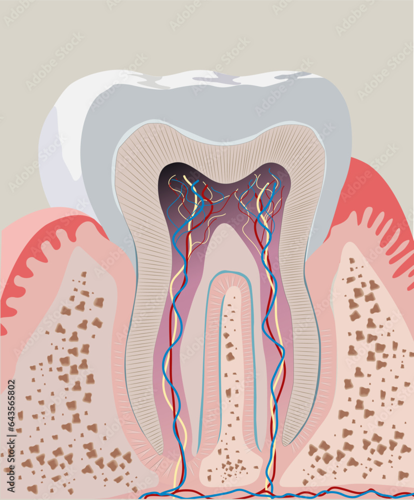 medical illustration. Stomatology. Structure of tooth. detailed anatomy ...