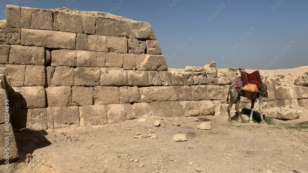 Camel is tethered to wall near the great pyramid of Khafre in Giza ...