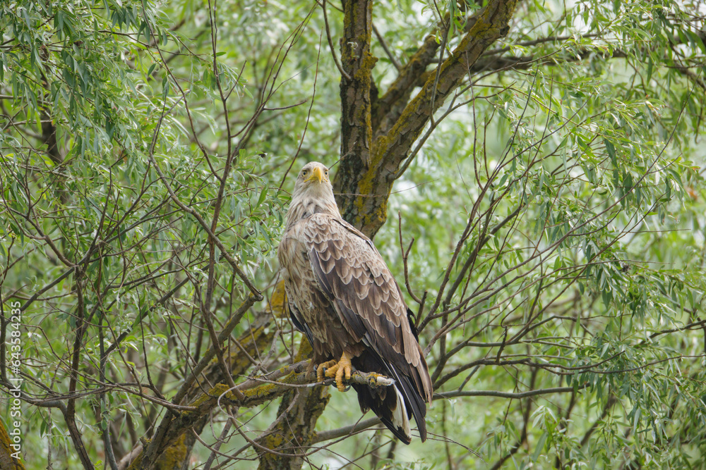 Migratory birds are particularly vulnerable to climate change effects ...