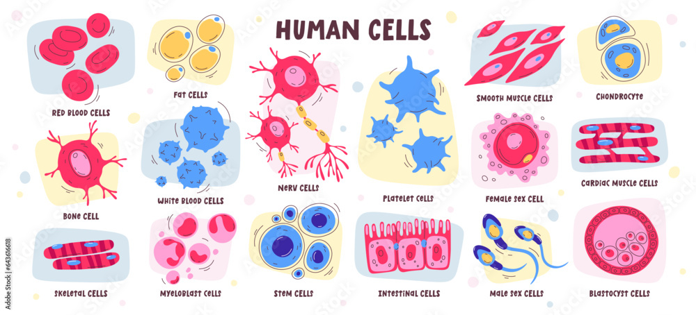 Different type of human cells include blood, bone, fat, nerve, stem ...