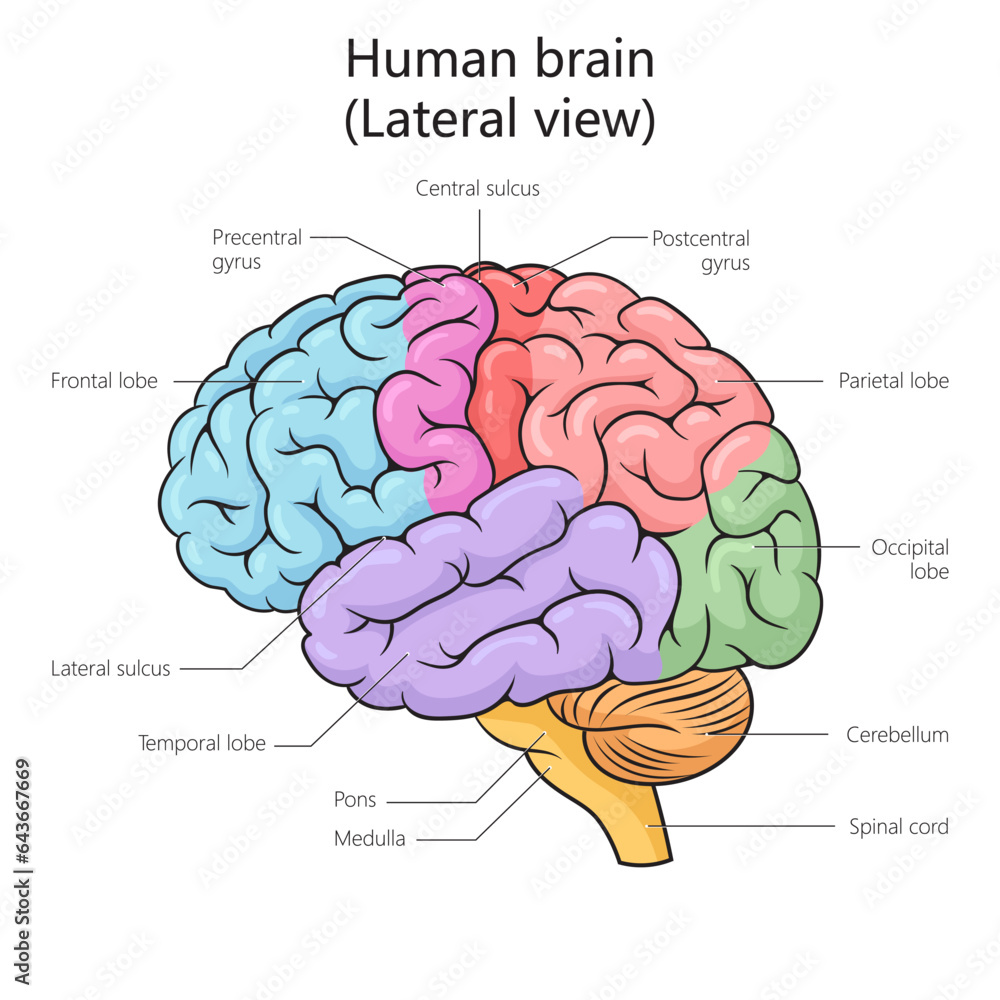 Poster Human brain structure lateral view diagram schematic vector ...