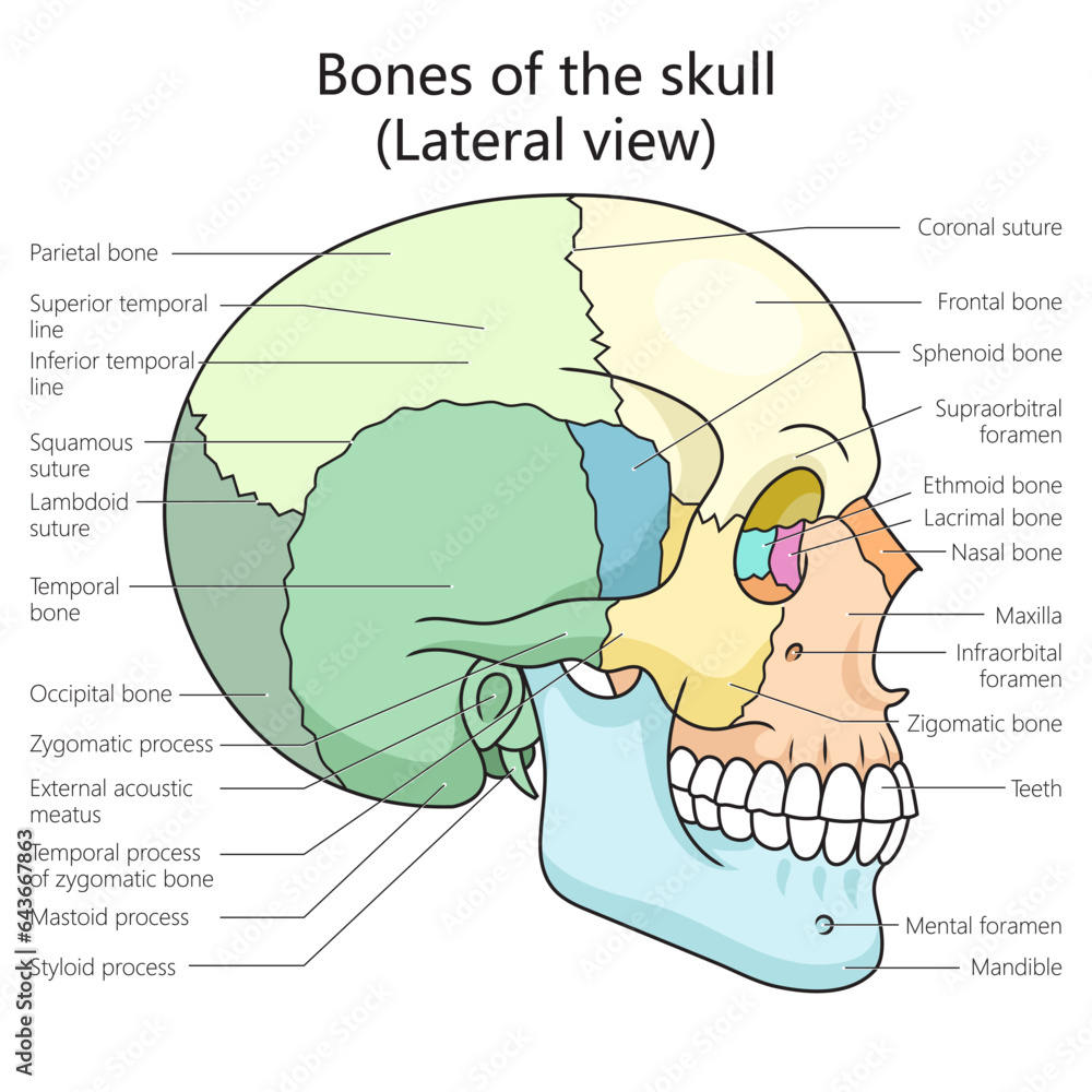 Human skull bones structure lateral view diagram schematic vector ...
