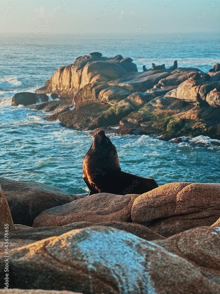 Foto de Lobo marino en las playas de Cabo Polonio en Uruguay, Lobo ...