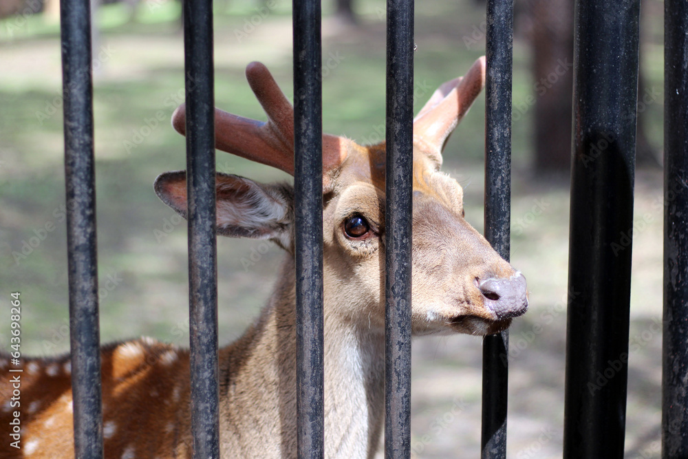 Sad deer behind bars. Sad eyes look at us. Animals in captivity. Stock ...