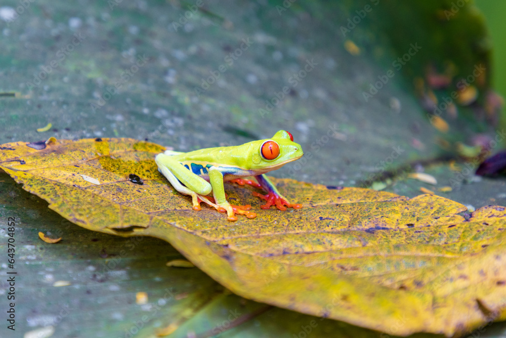 Red-eyed tree frog in Arenal Volcano National Park (Costa Rica) Stock ...