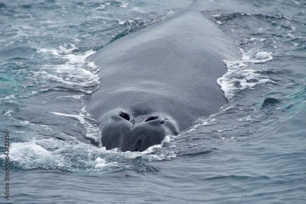 Closeup view of the nostrils of humpback whale in the ocean in Iceland ...