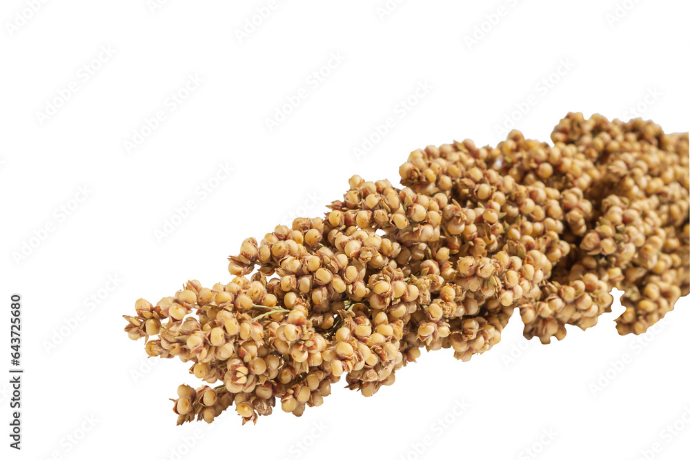 A spikelet of sorghum with ripe seeds isolated on a transparent ...