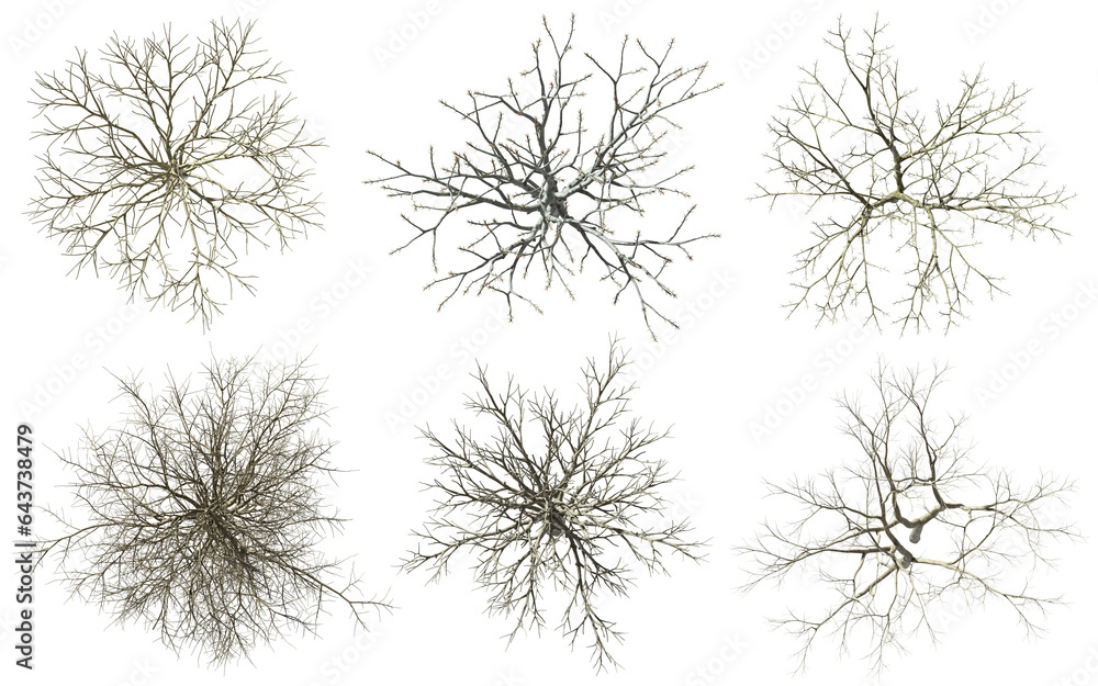 From above death trees set cutout transparent backgrounds 3d rendering ...