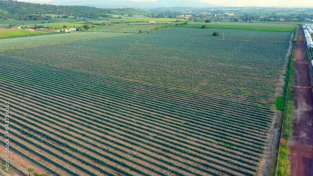 Paisaje de agricultura y siembra de agave y planta de maguey campos ...