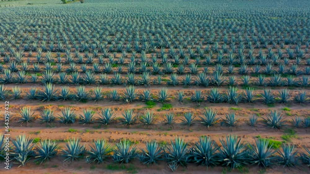 Sembradíos paisaje de agricultura y siembra de agave y planta de maguey ...