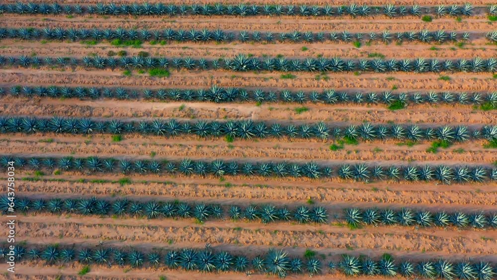 Sembradíos de agricultura y siembra de agave planta de maguey campos ...