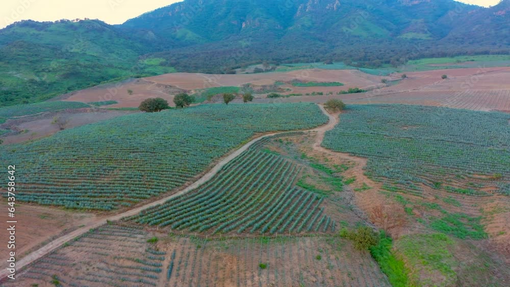 Sembradíos de agricultura y siembra de agave planta de maguey campos ...