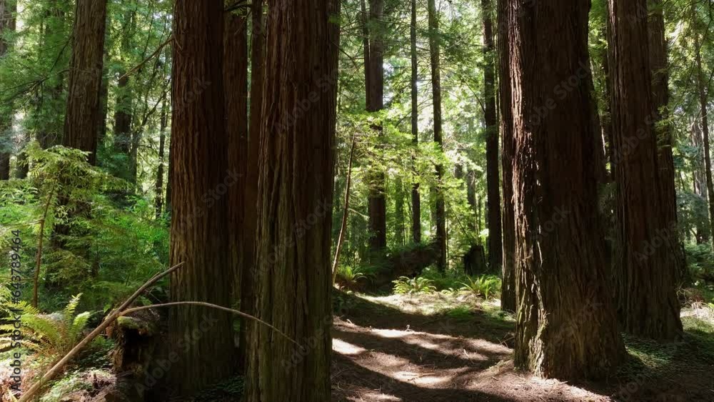 Aerial slow trail redwood forest northern California. National State ...