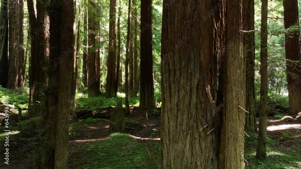Aerial through trunks of redwood forest northern California. National ...