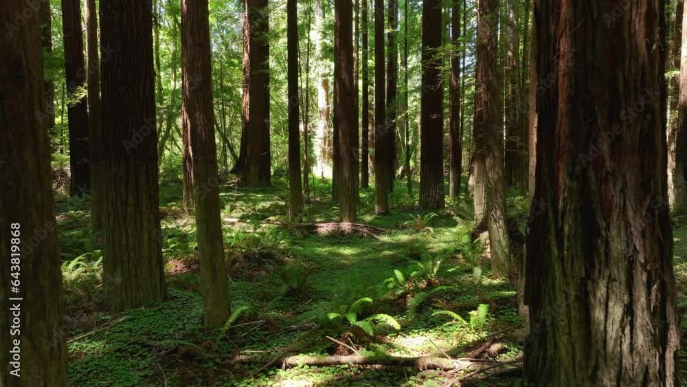Aerial ferns redwood forest sun flare northern California. National and ...